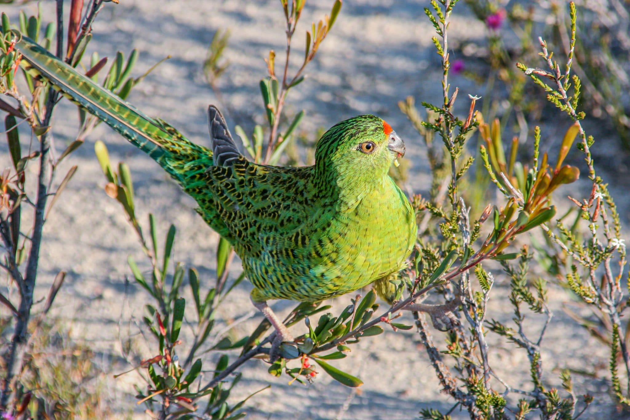 What do we know about cats and their impacts? - WA Feral Cat Working Group